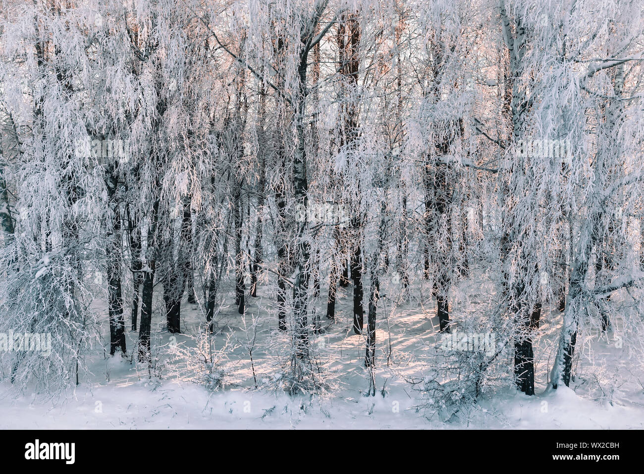 Winter landscape with trees in thick frost Stock Photo - Alamy