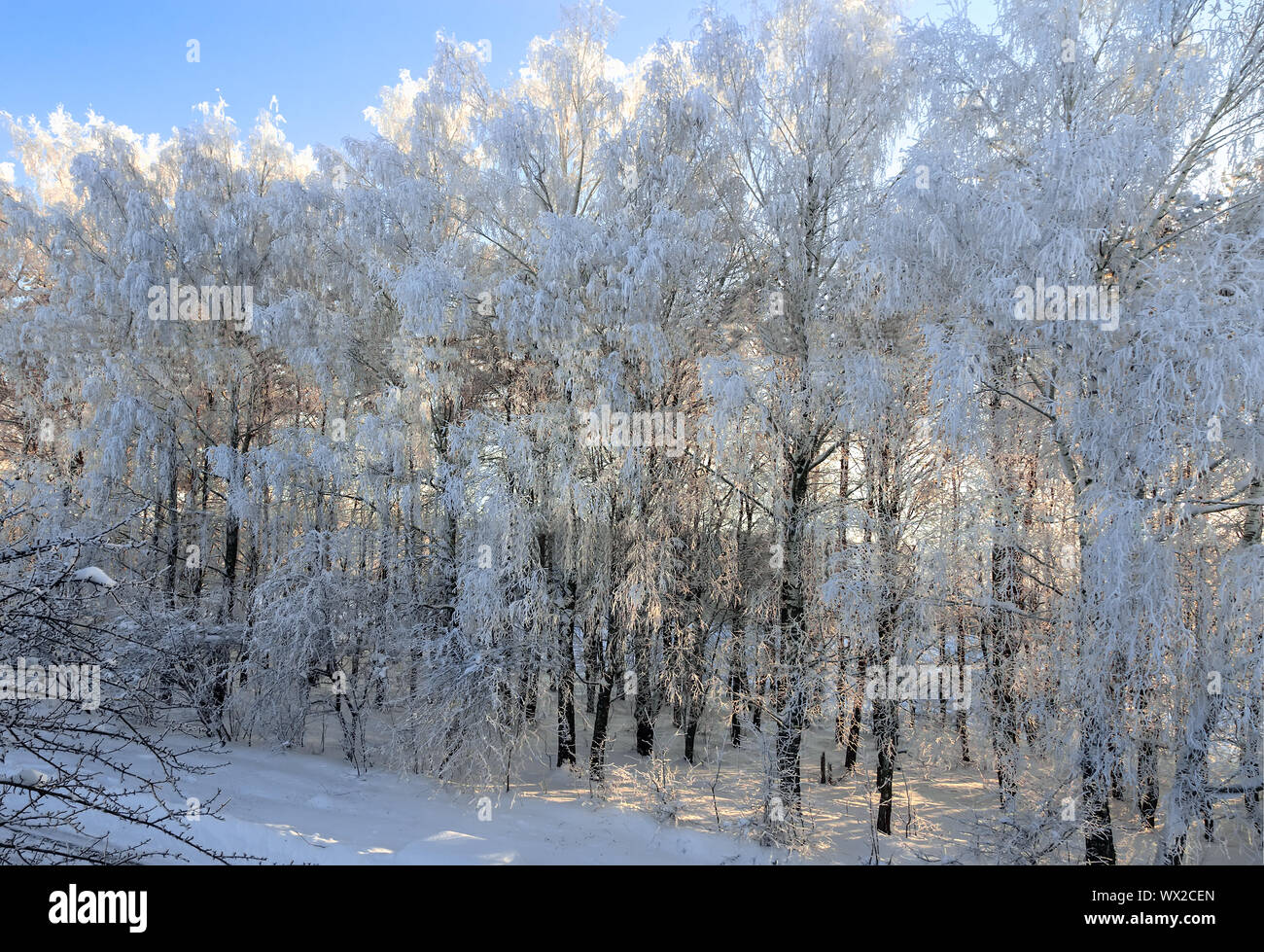 Winter landscape with trees in thick frost Stock Photo - Alamy