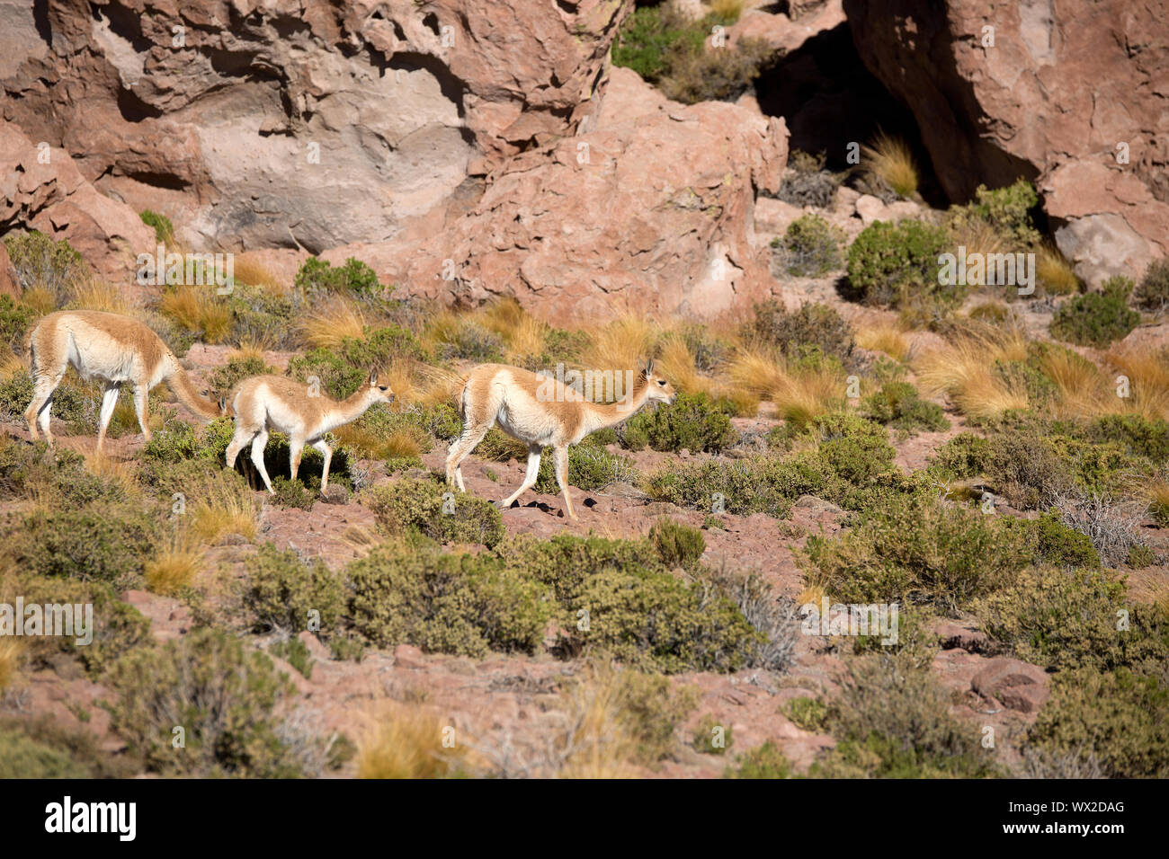 Guanacos searching for food in the Atacama Desert in Chile Stock Photo ...
