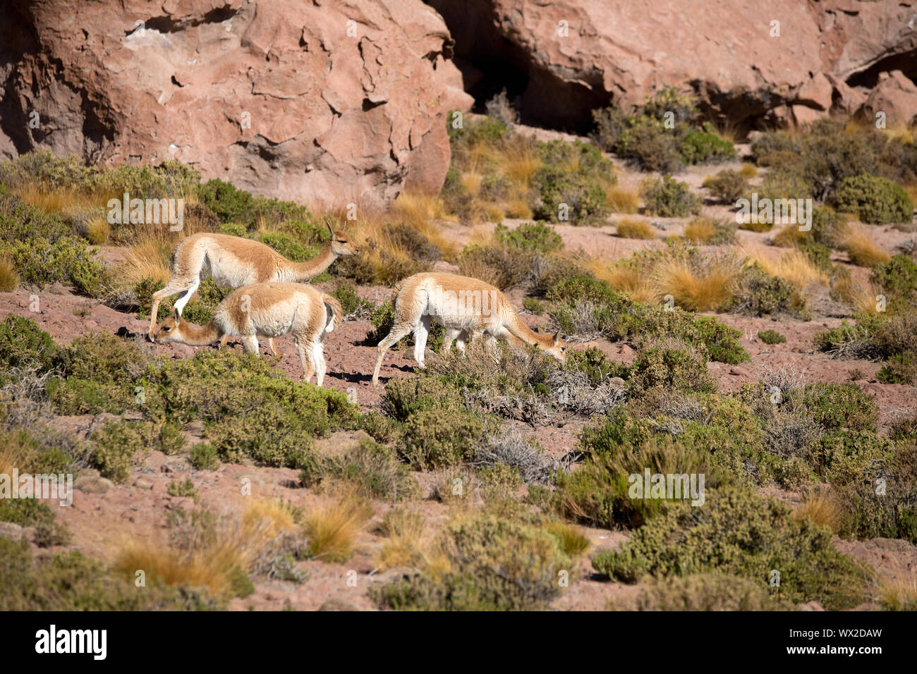 Guanacos searching for food in the Atacama Desert in Chile Stock Photo ...