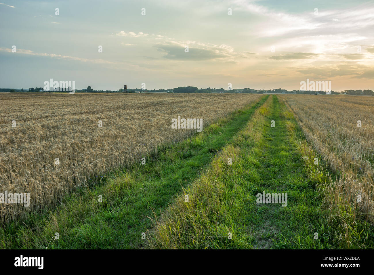 Grassy road through fields and evening sky Stock Photo - Alamy