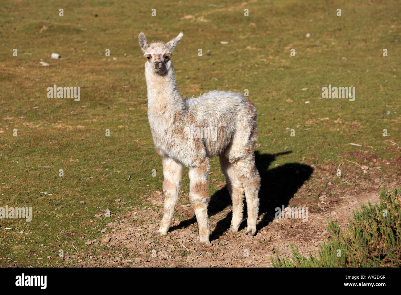 Lama in an oasis of the Atacama Desert in Chile Stock Photo - Alamy