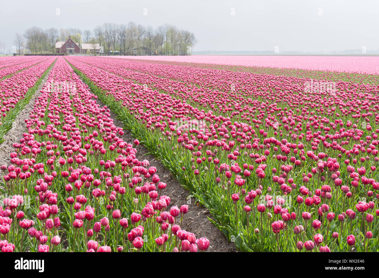 Tulip blooming season in the Netherlands, Europe Stock Photo - Alamy