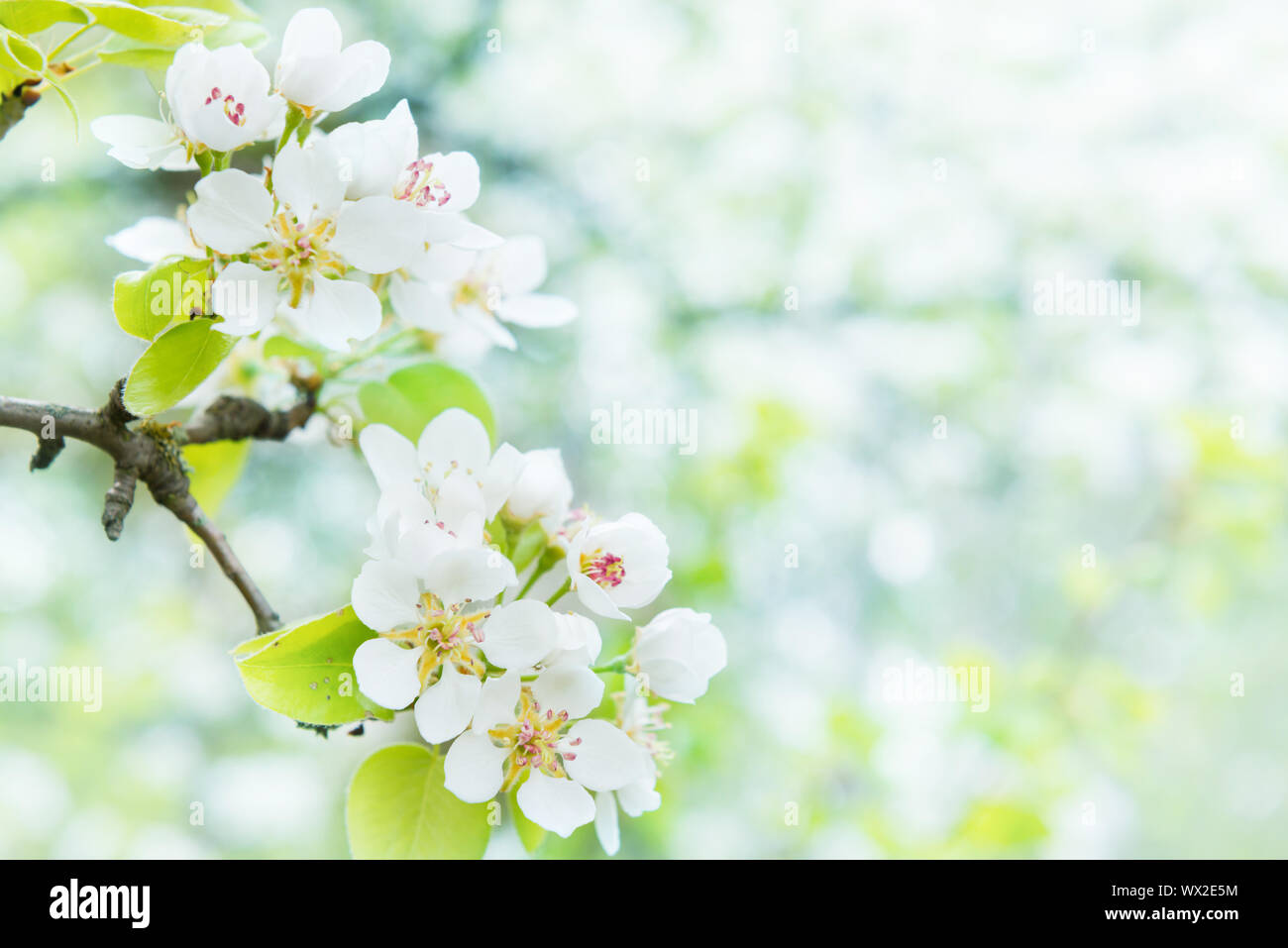 Pear tree in white flowers Stock Photo - Alamy