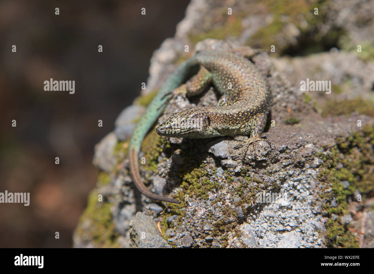 A little lizard in Madeira Stock Photo - Alamy