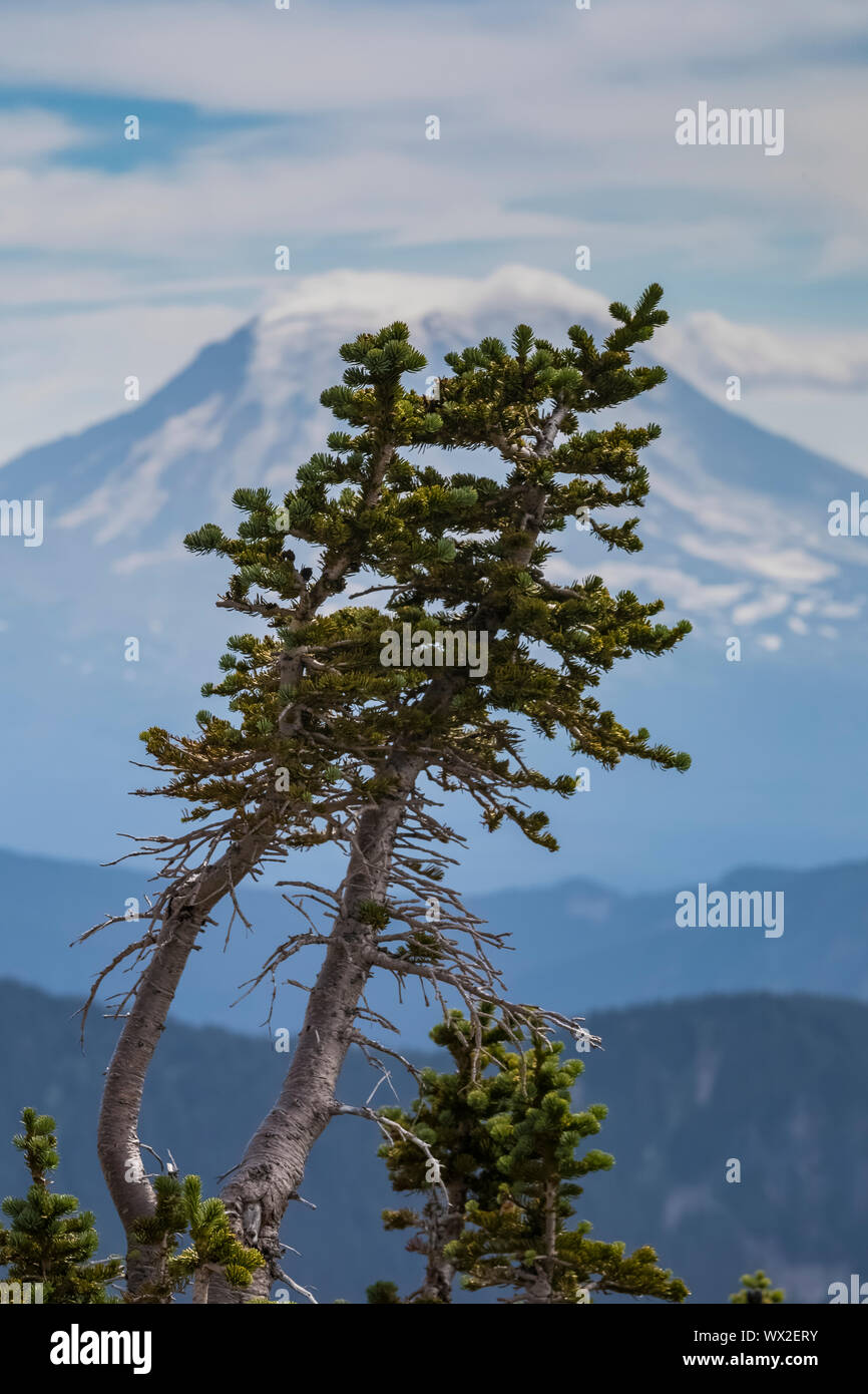 Subalpine Fir, Abies lasiocarpa, in front of Mount Adams viewed from ...