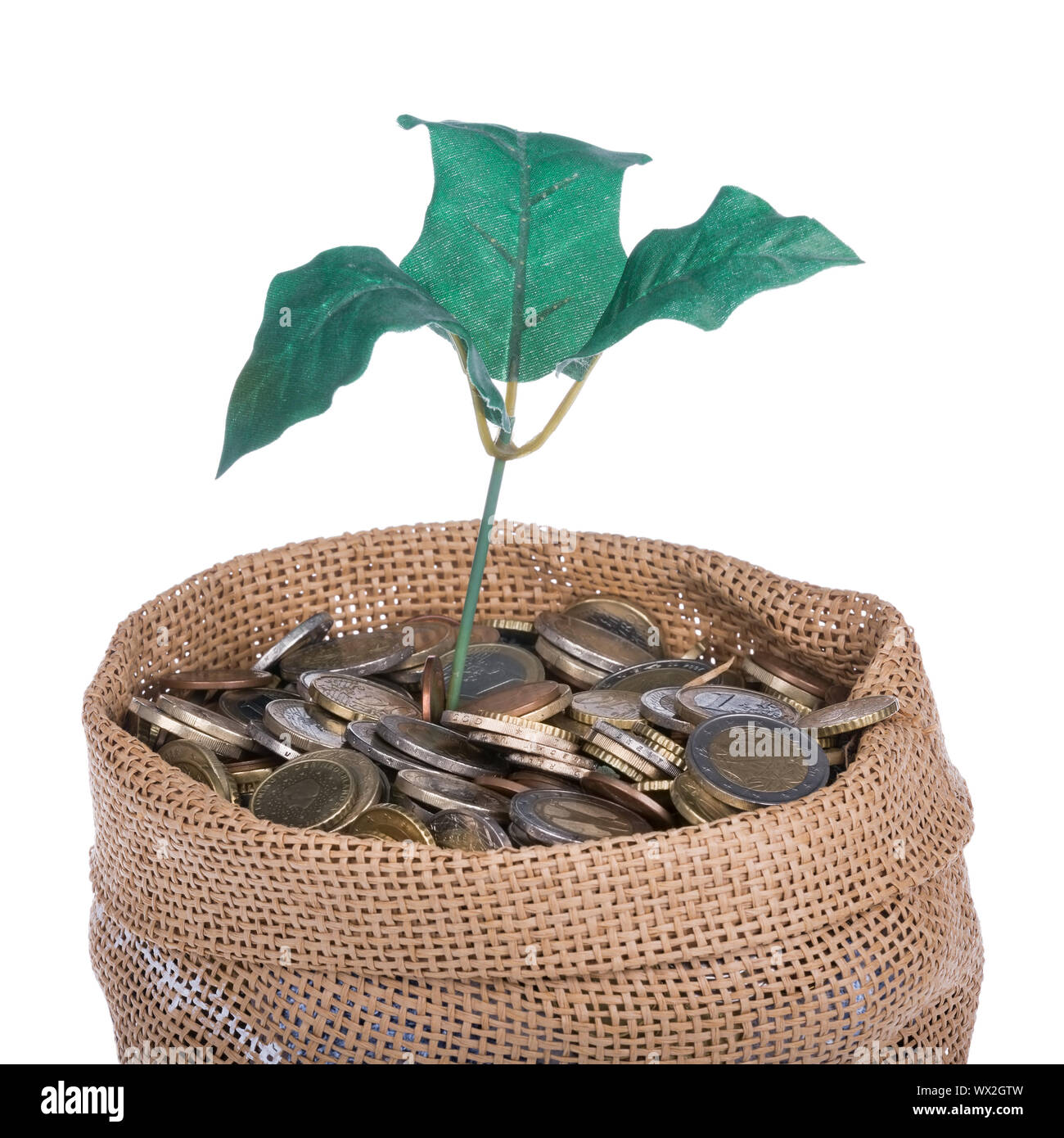 Money bag with coins and money tree isolated at a white background ...