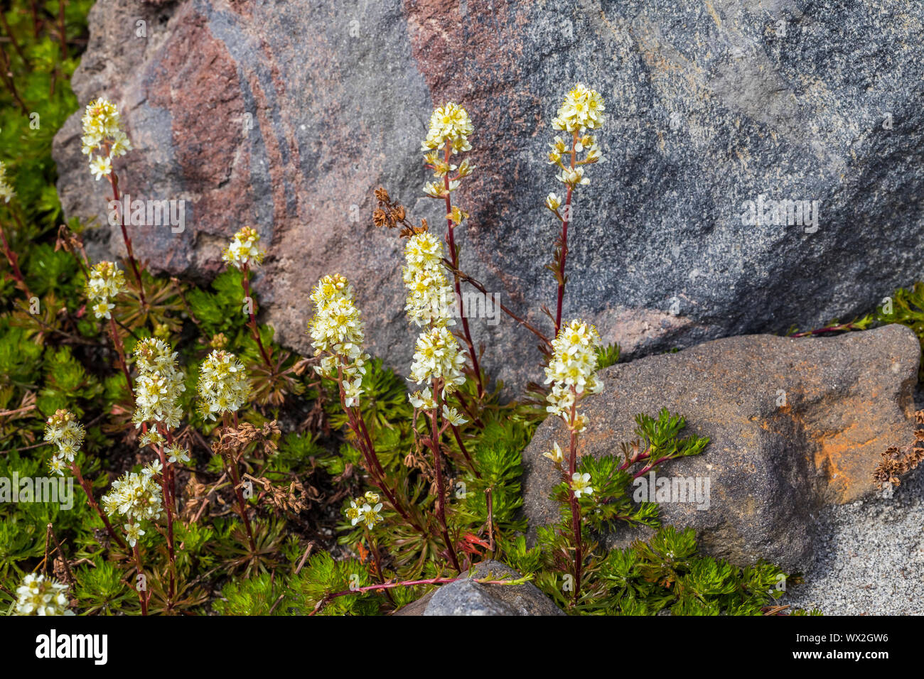 Partridgefoot, Luetkea pectinata, flowering along the Pacific Crest ...