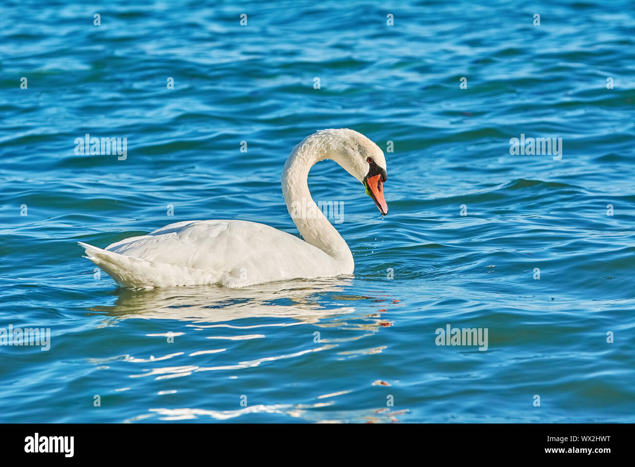 Swan on the Sea Stock Photo - Alamy