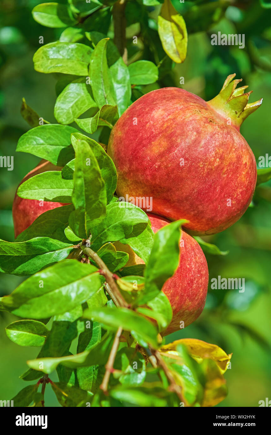 Mature Pomegranate Fruits Stock Photo - Alamy