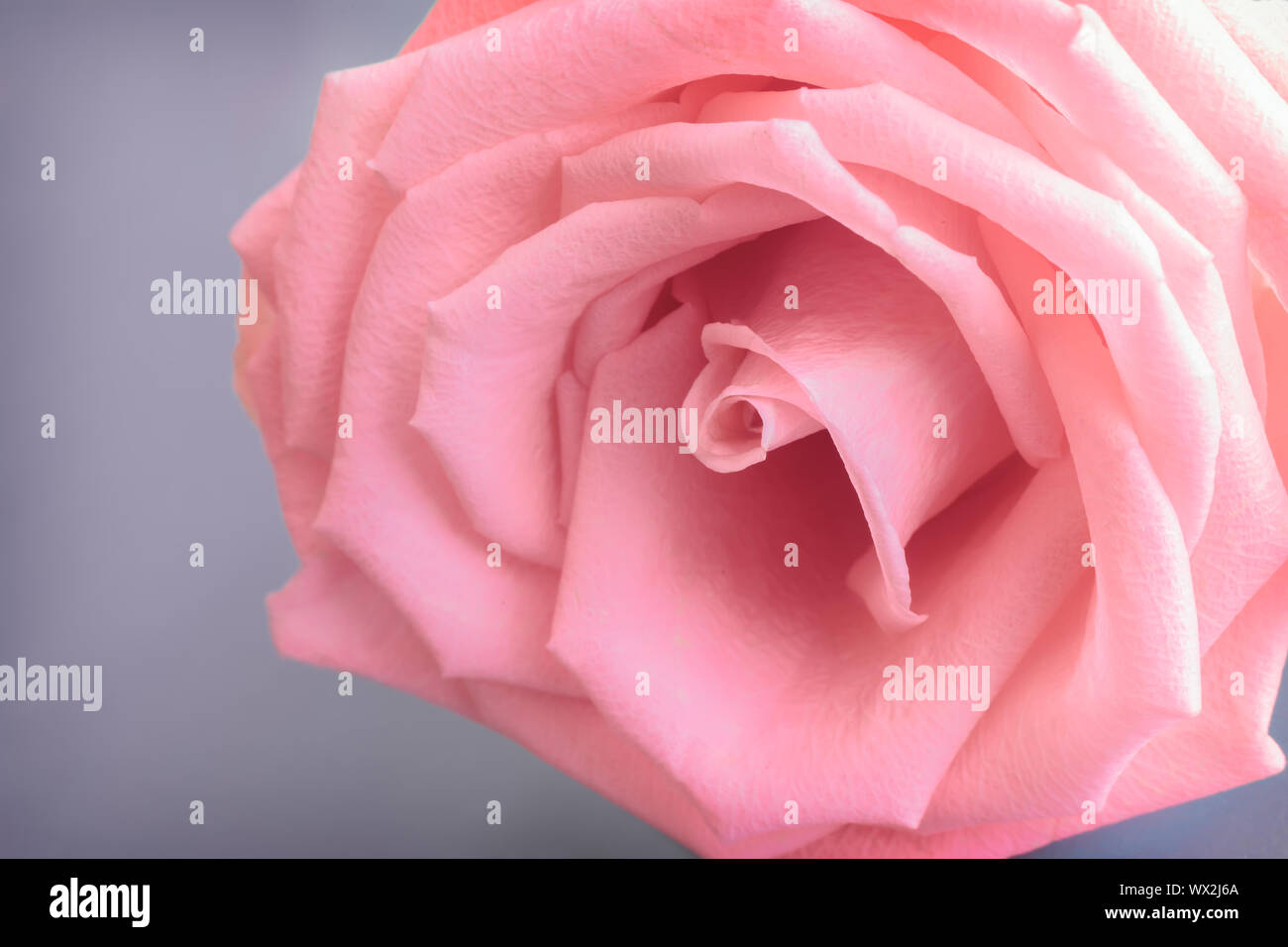 Central Part Of Flower High Resolution Stock Photography and Images - Alamy