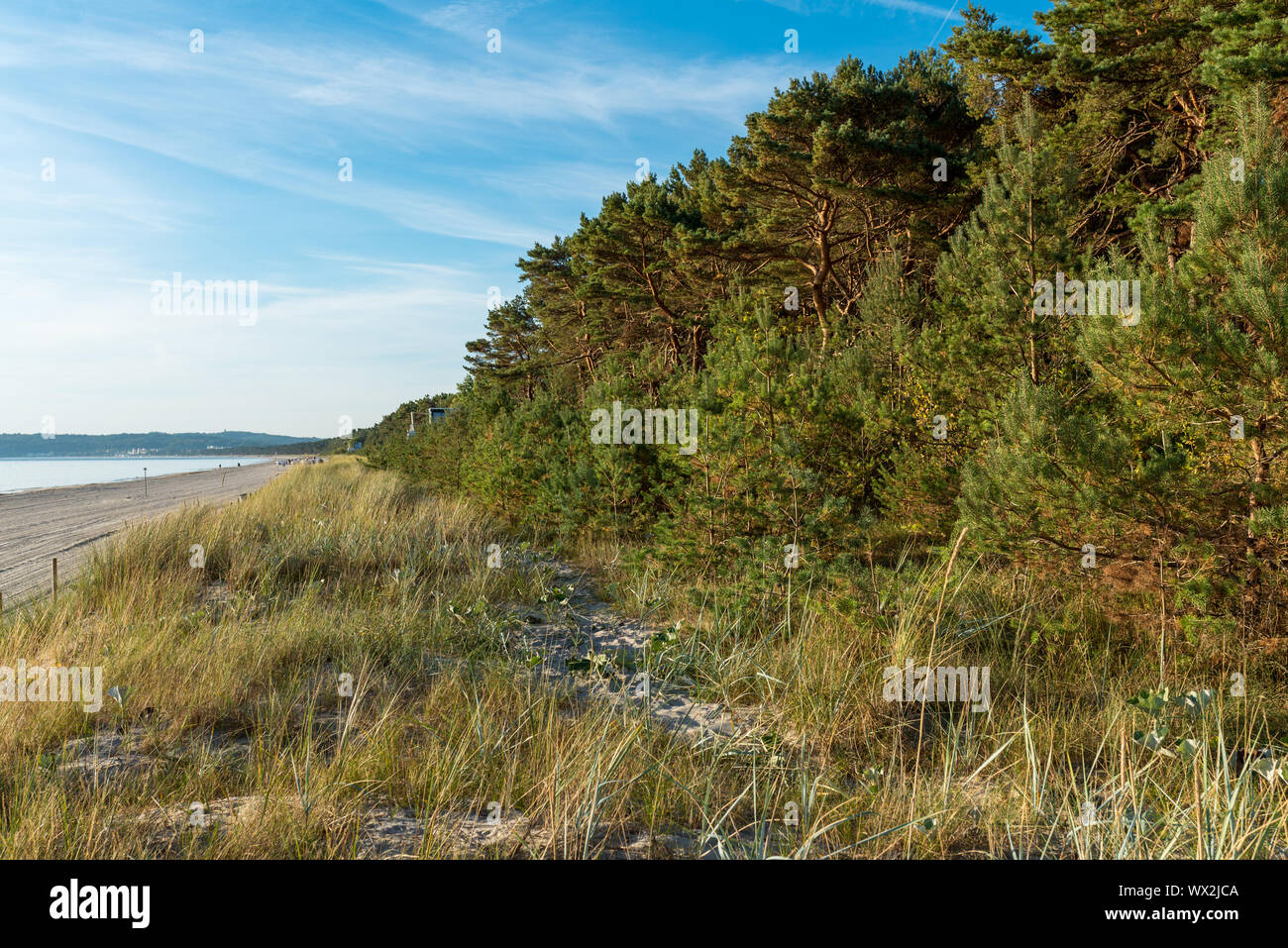 Woodland behind the beach of Prora Stock Photo - Alamy