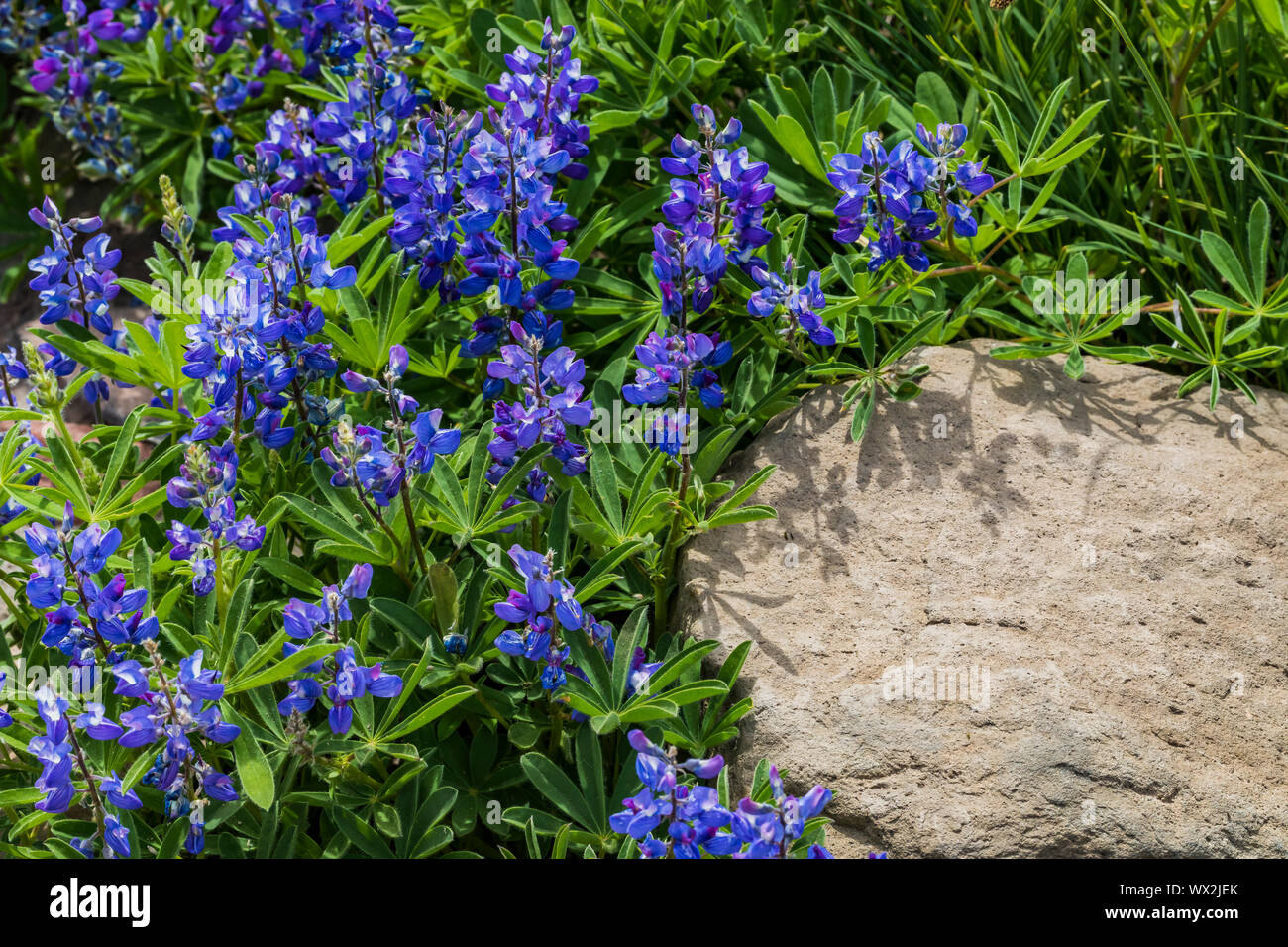 Bigleaf Lupine, Lupinus polyphyllus, along the Pacific Crest Trail in ...
