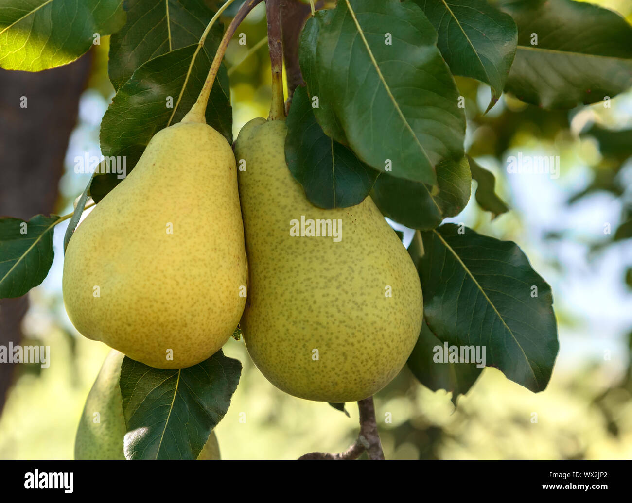 Pear tree branches hi-res stock photography and images - Alamy