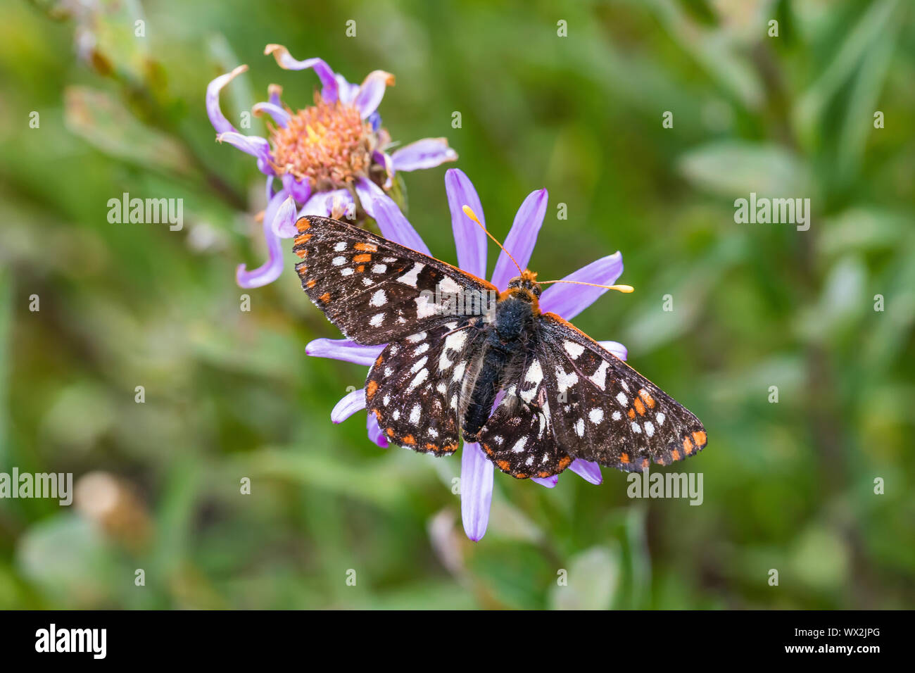 Edith's Checkerspot, Euphydryas editha, visiting an aster in Snowgrass ...