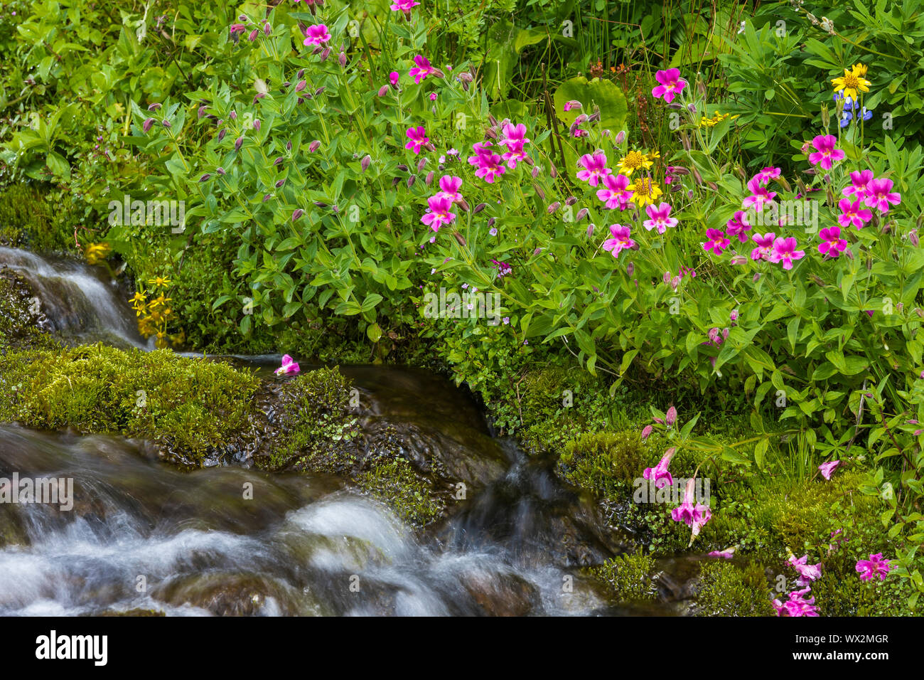 Purple Monkeyflower, Erythranthe lewisii, blooming along a tributary of ...