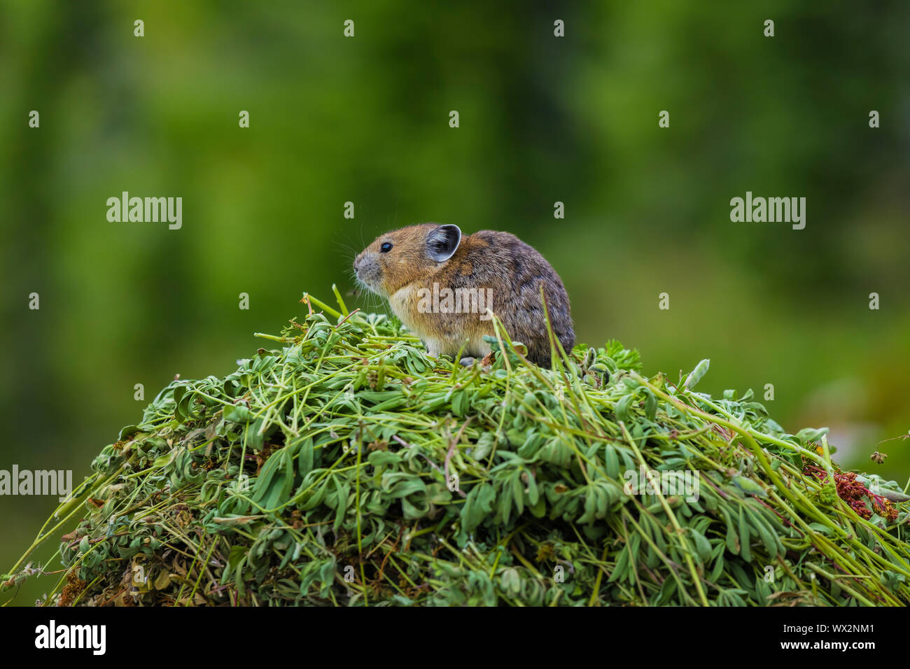 Pika haypile hi-res stock photography and images - Alamy