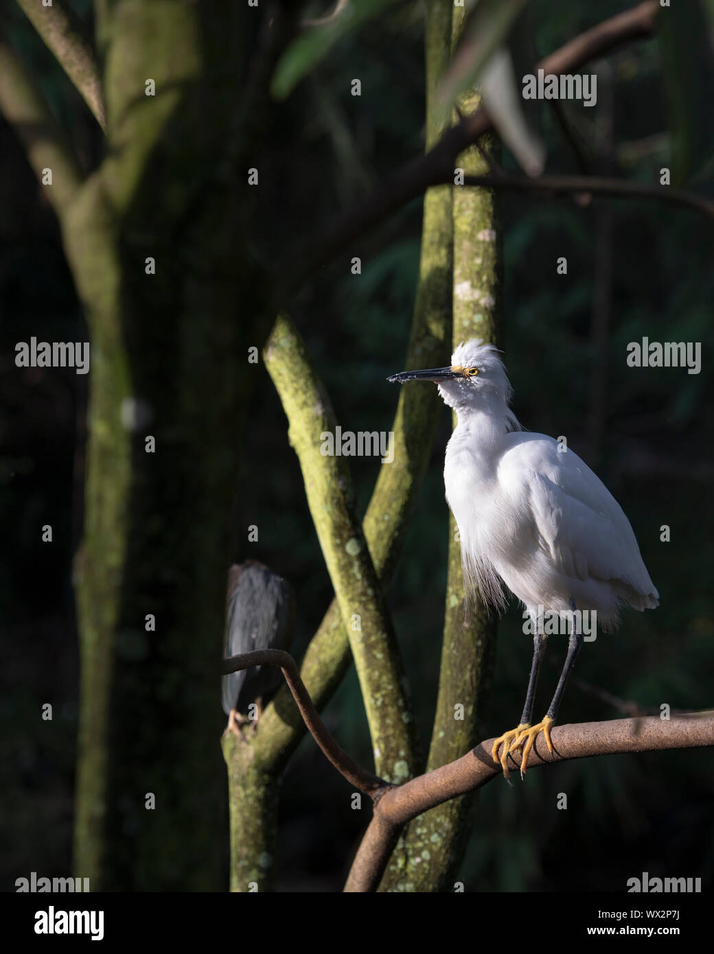 Snowy Egret perch on branch with a nice background in its environment ...