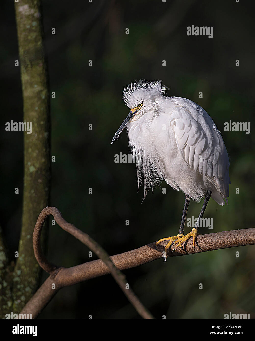 White color background hi-res stock photography and images - Alamy