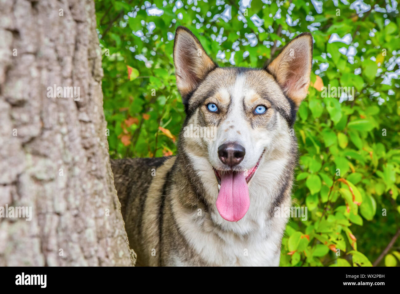 Wolfish husky dog in green nature Stock Photo - Alamy