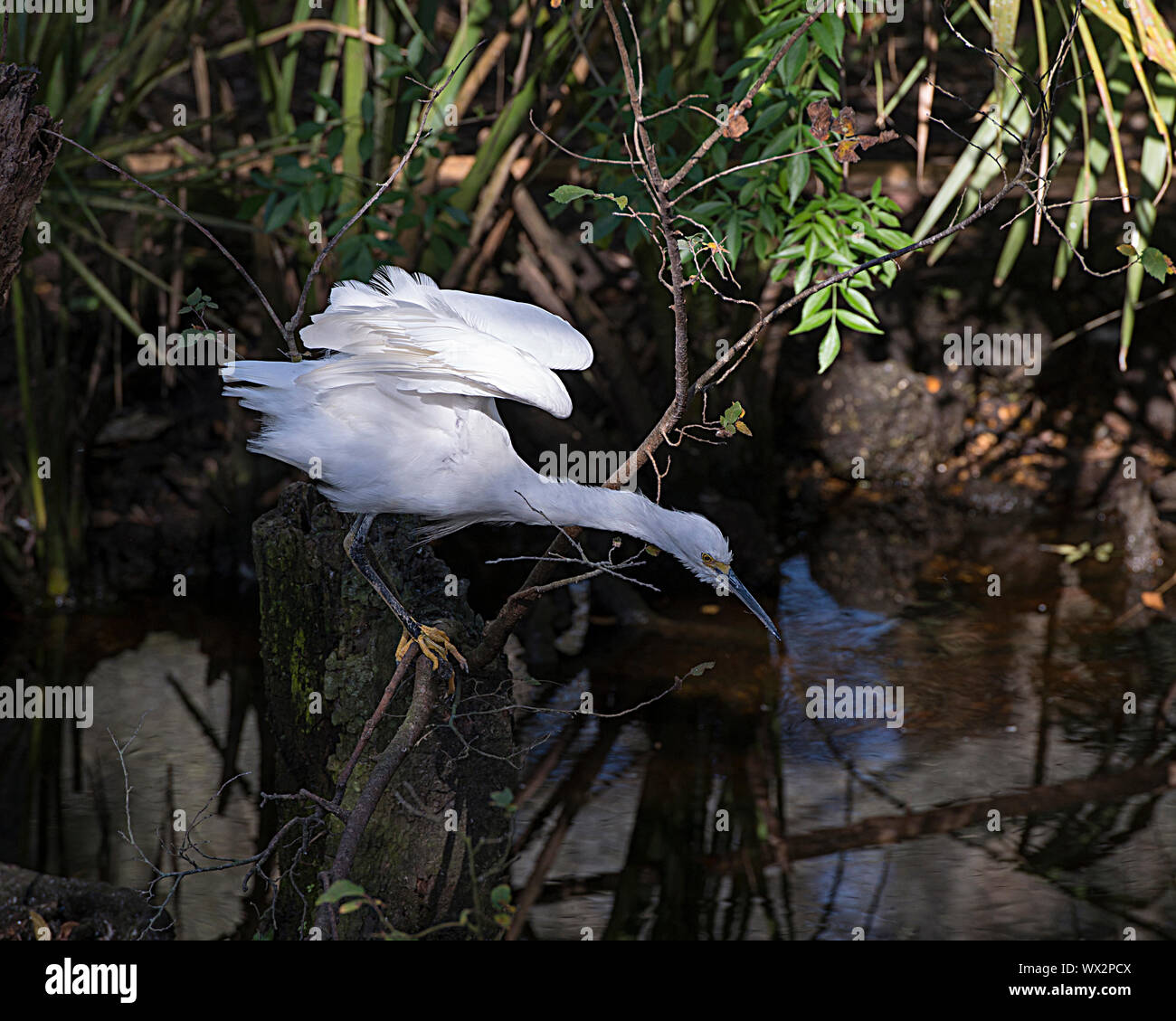 Snowy Egret perch on a branch by the water with its wings spread in its ...