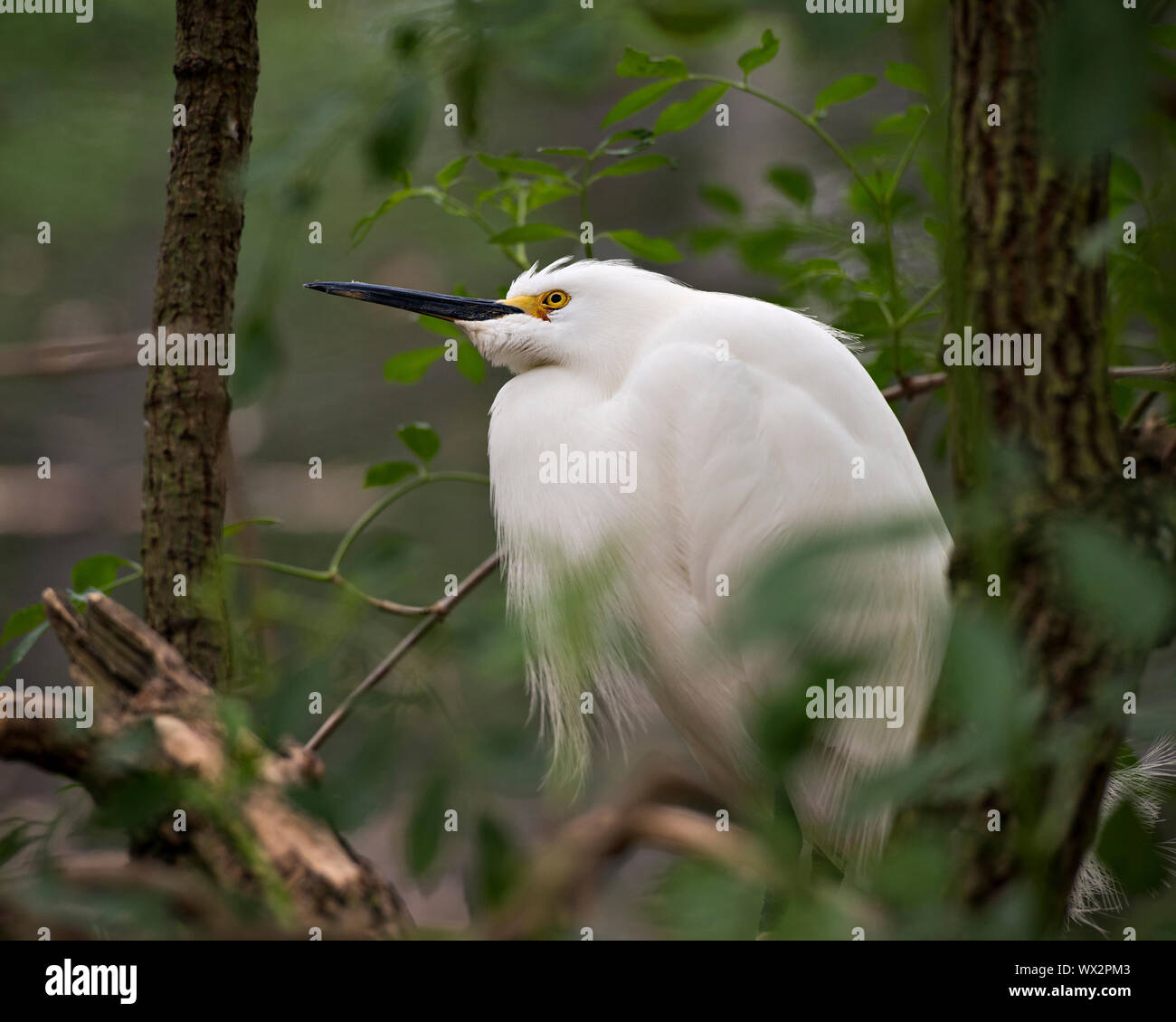 Snowy Egret close up perch on branch in its environment and surrounding ...