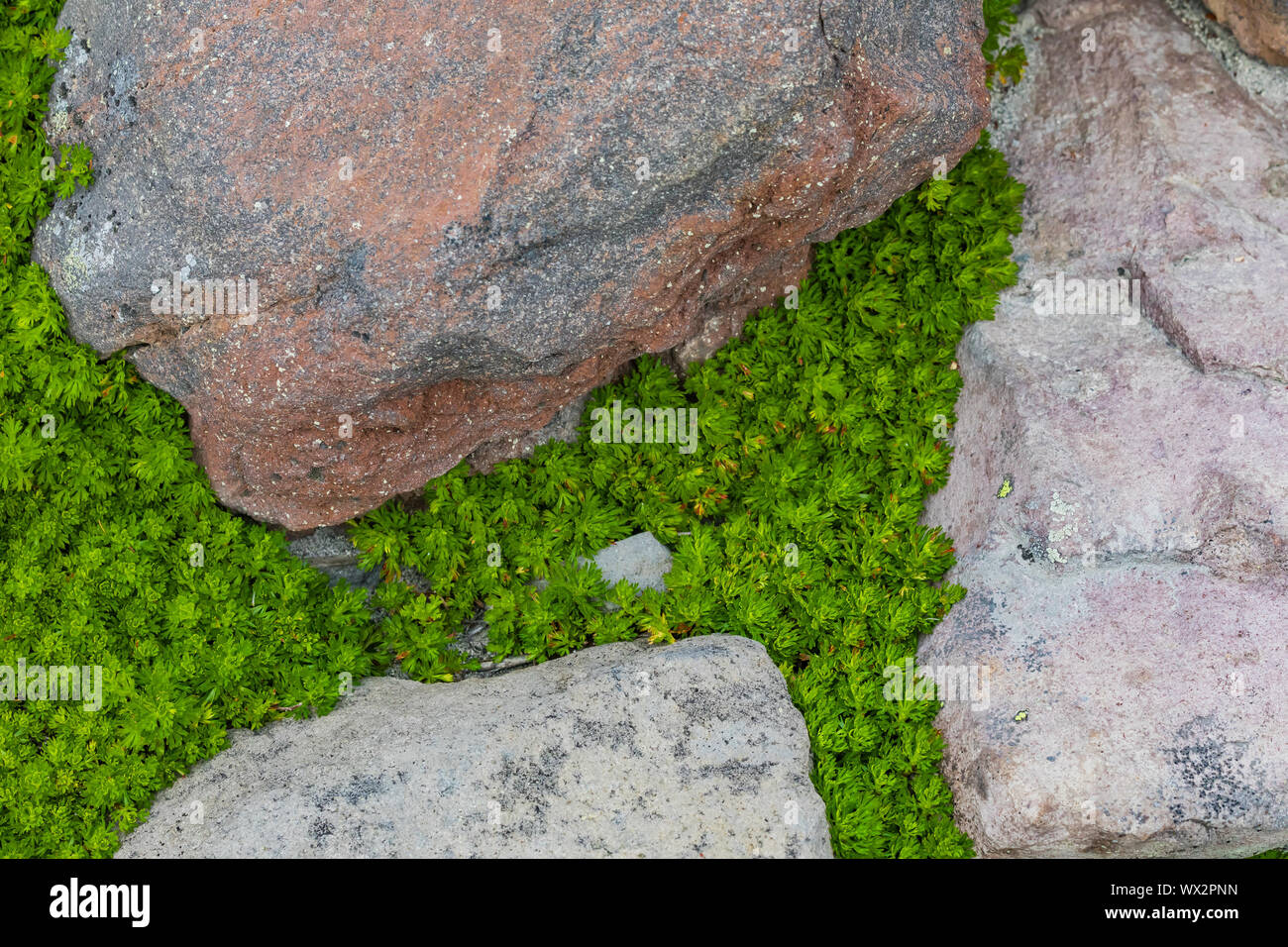 Partidgefoot, Luetkea pectinata, leaves flowing among rocks in the Goat ...