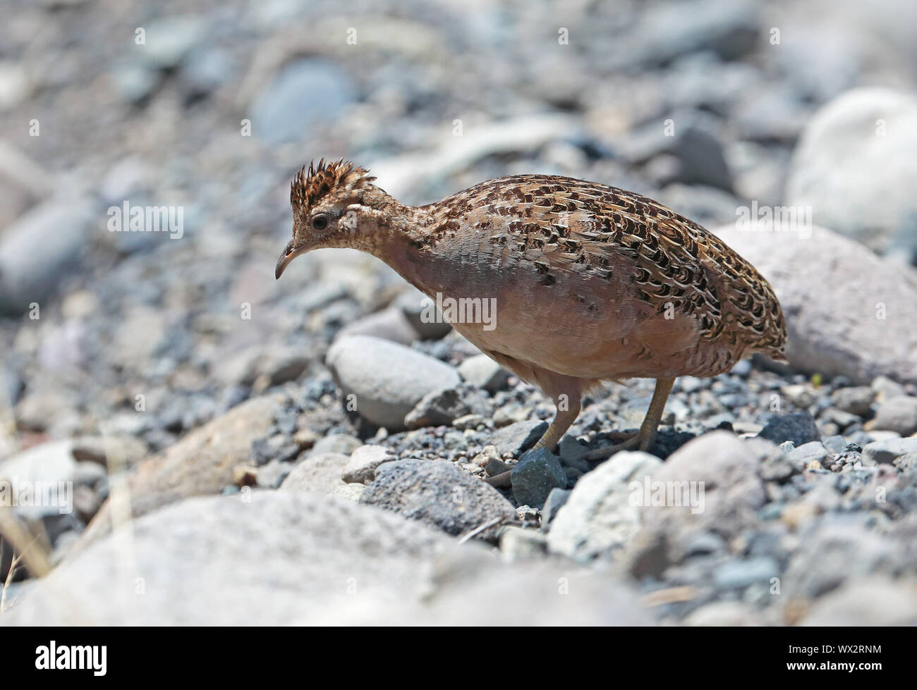 Tinamous birds hi-res stock photography and images - Alamy