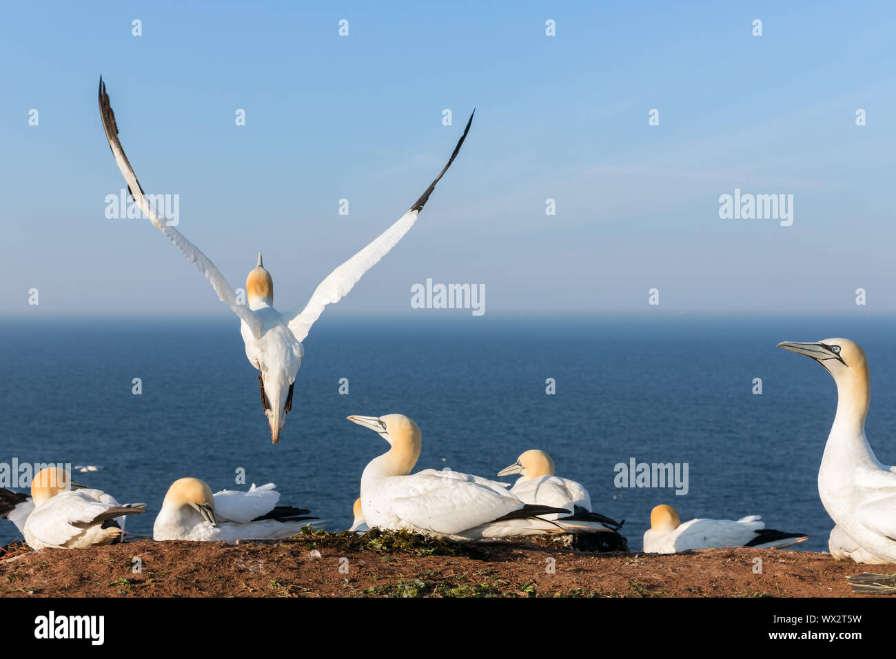 Northern gannets in breeding colony at cliffs of German Helgoland ...