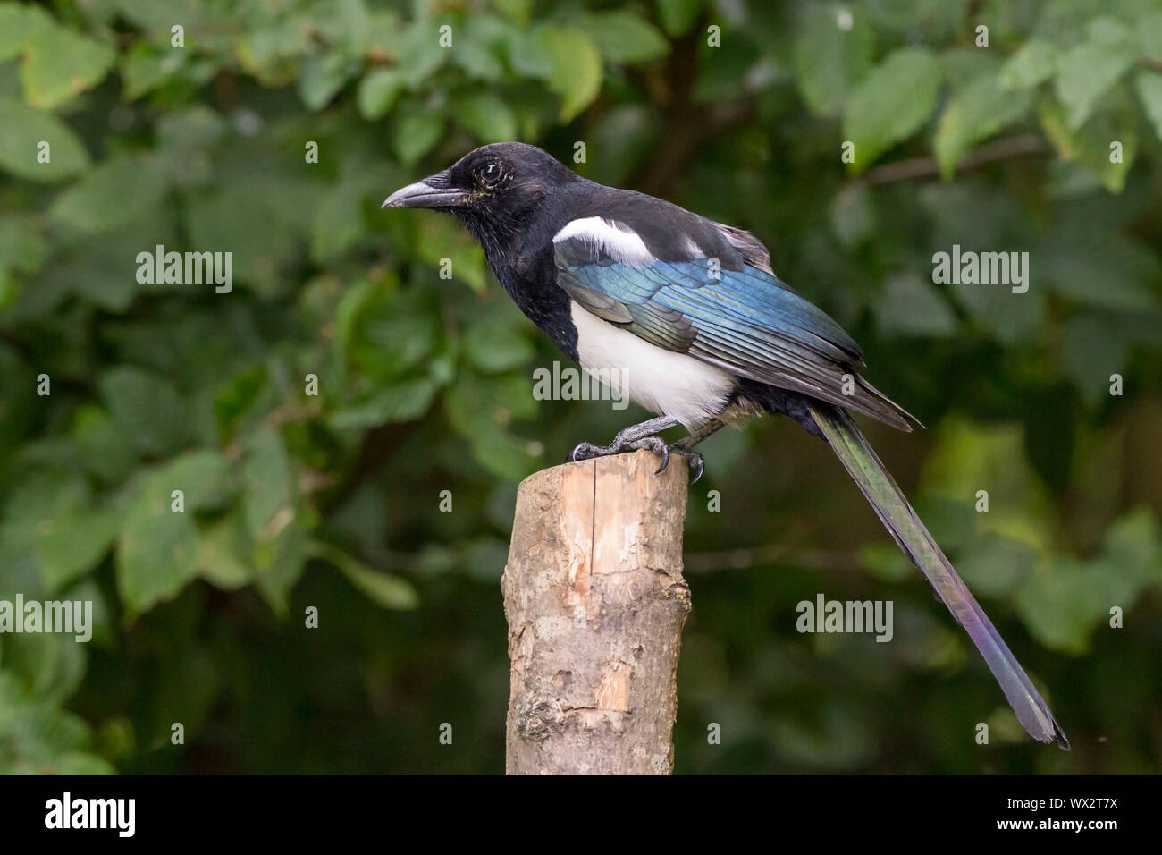 Magpie (Pica pica) medium sized crow black and white plumage and very ...