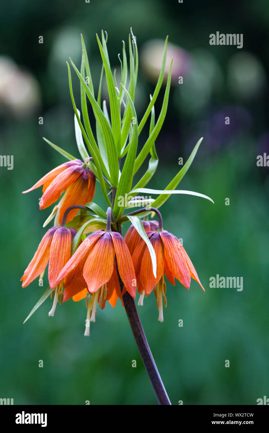 Inflorescence of red Lily Stock Photo - Alamy