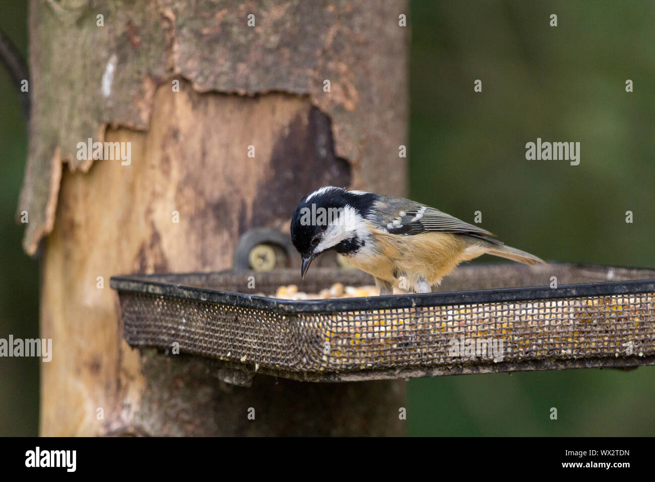 Coal tit (Periparus ater) short tail large black head white cheeks and ...