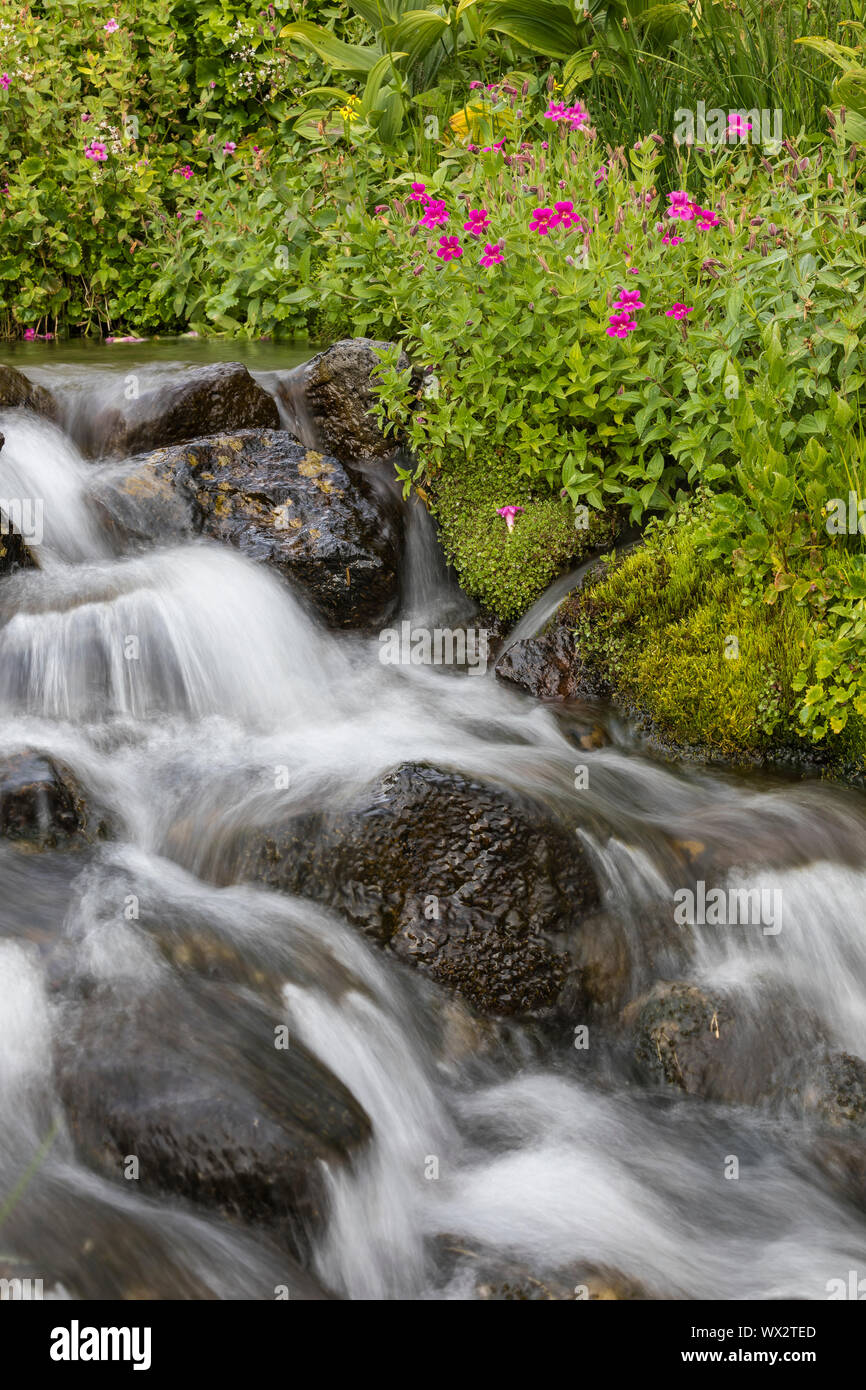 Purple Monkeyflower, Erythranthe lewisii, blooming along a tributary of ...