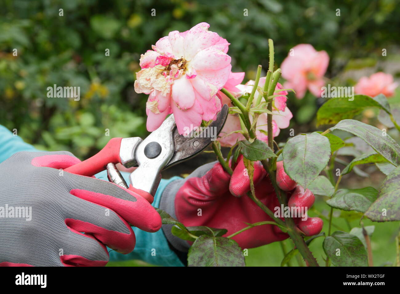 Rosa 'Eye catcher'. Deadheading roses with secateurs to prolong ...