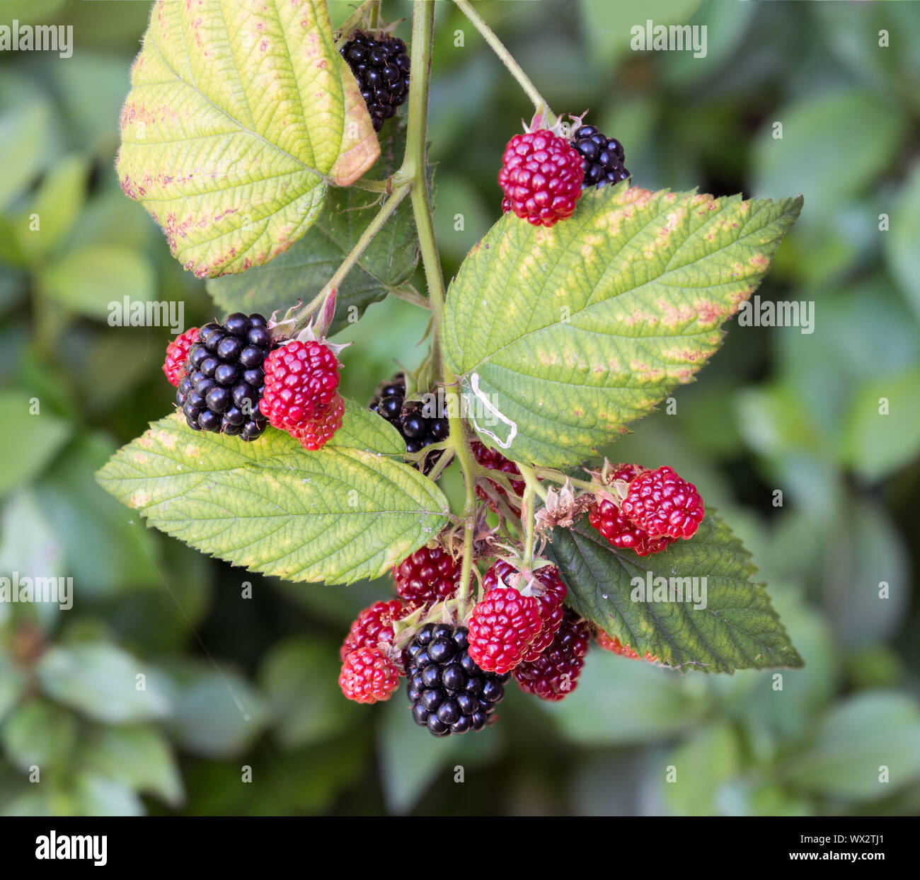 Blackberry bush with ripening black and red fruits Stock Photo - Alamy
