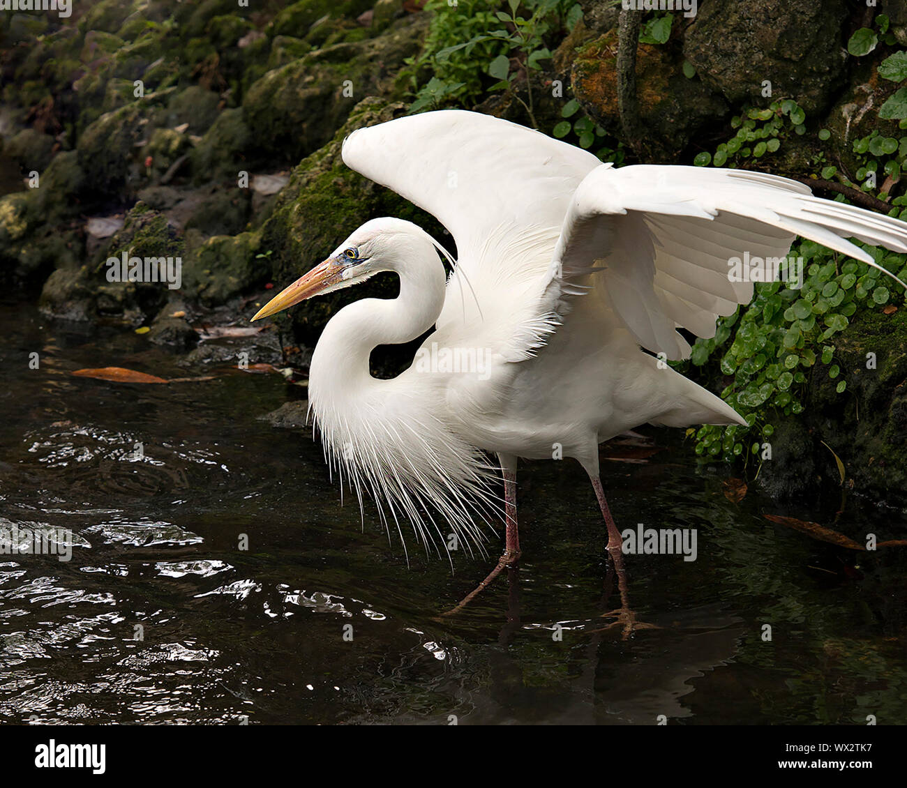 White Heron bird with its wings spread in the water in its environment ...