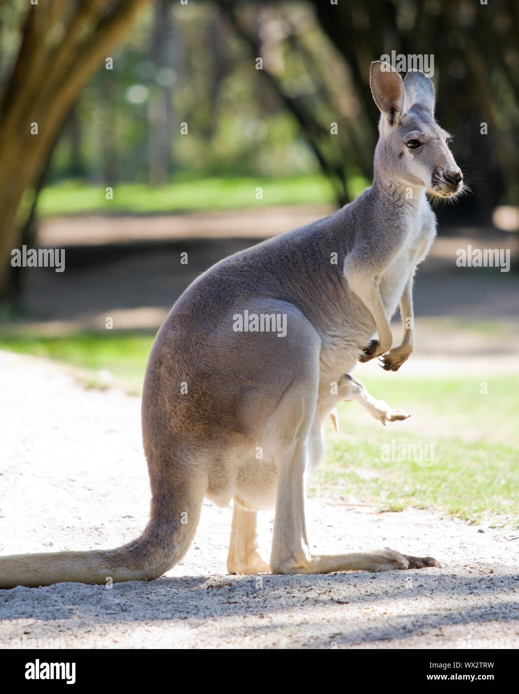 Female red kangaroo at Healesville Sanctuary, Victoria, Australia Stock ...