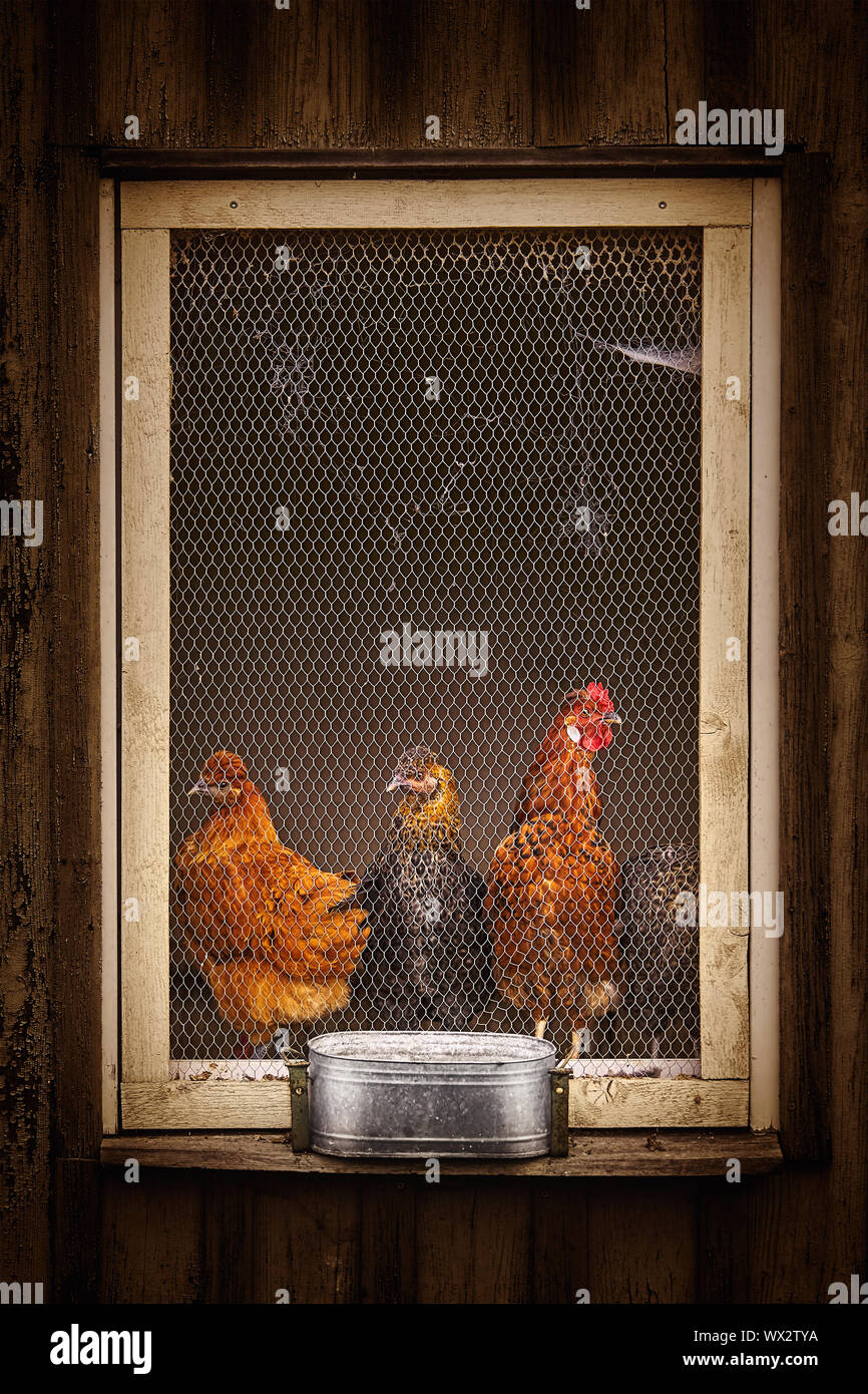 Window of Henhouse Stock Photo - Alamy