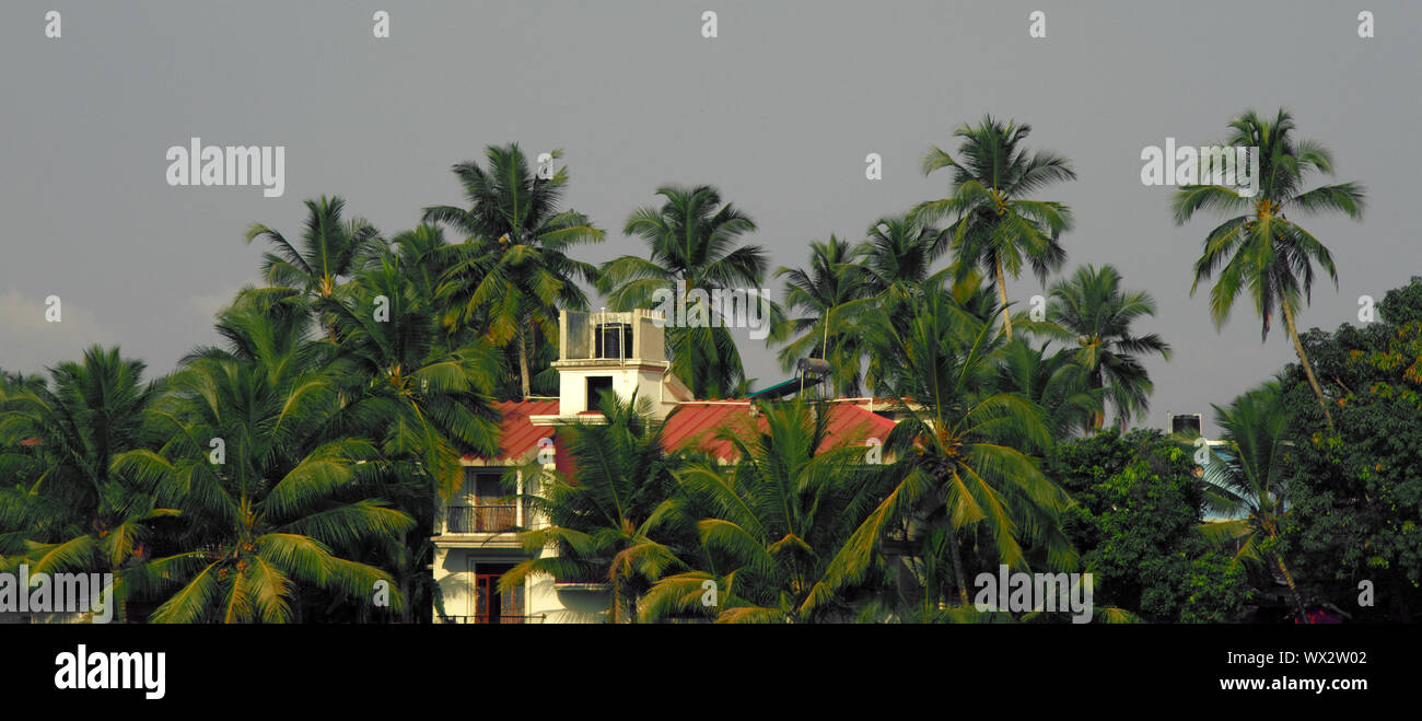 Coconut Painted Building