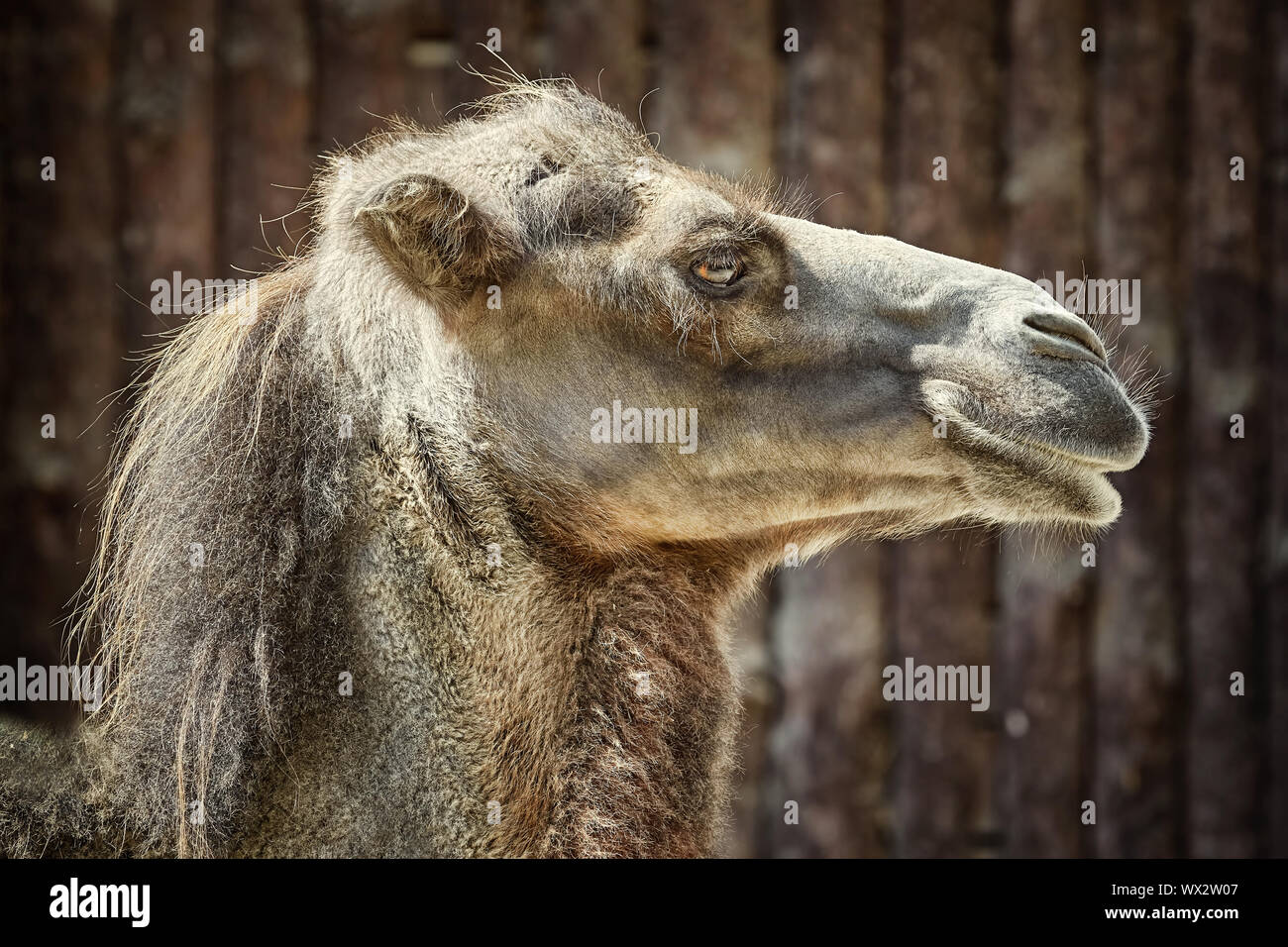 Camelidae hi-res stock photography and images - Alamy