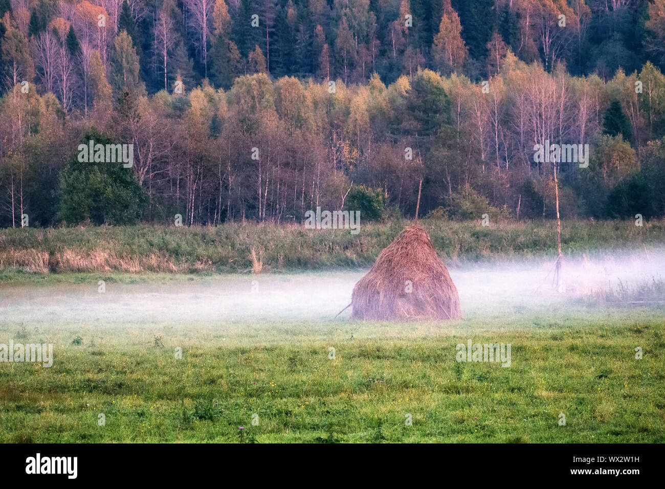 Autumn. Hay dried and assembled in stack Stock Photo - Alamy