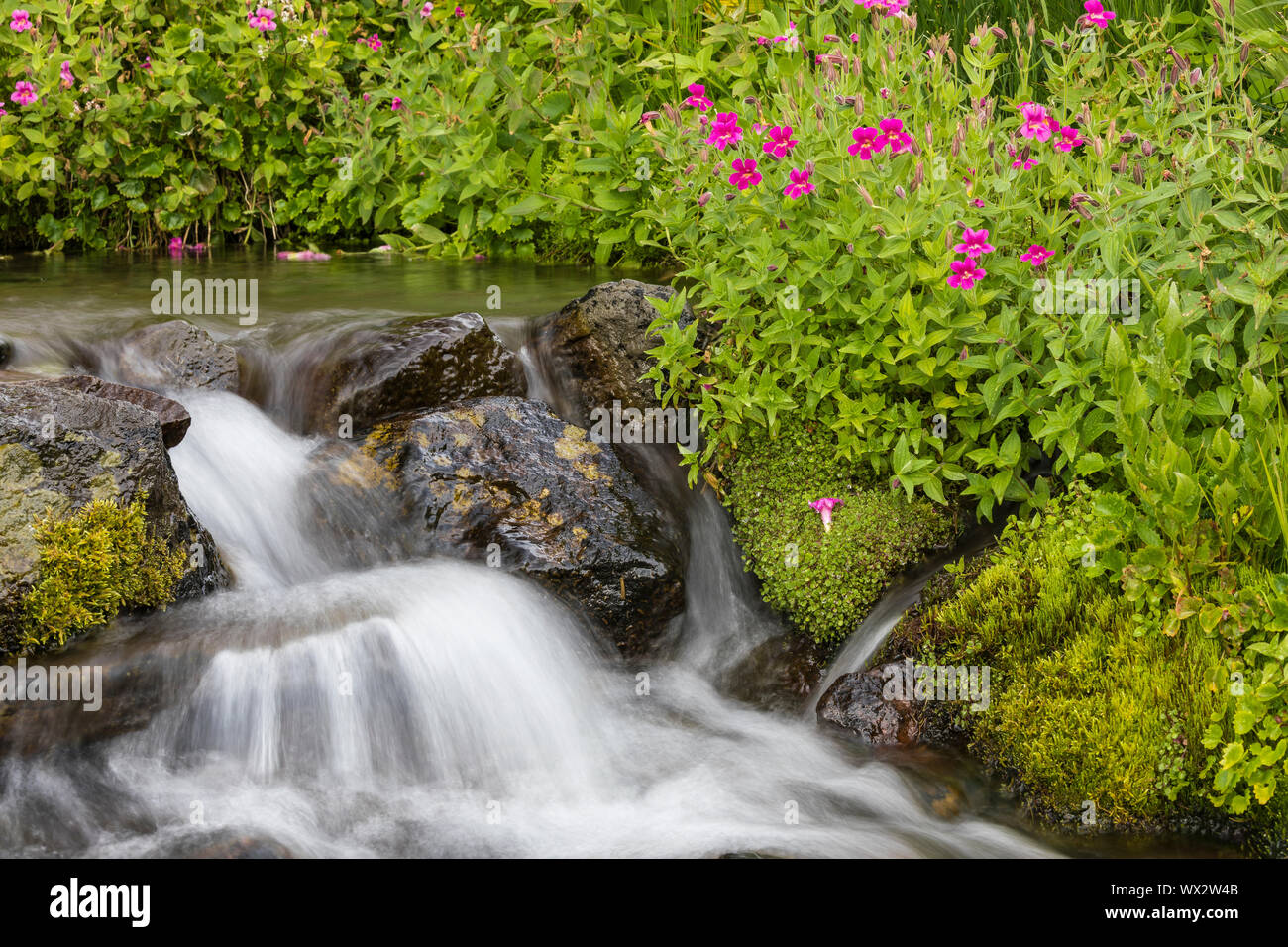 Purple Monkeyflower, Erythranthe lewisii, blooming along a tributary of ...