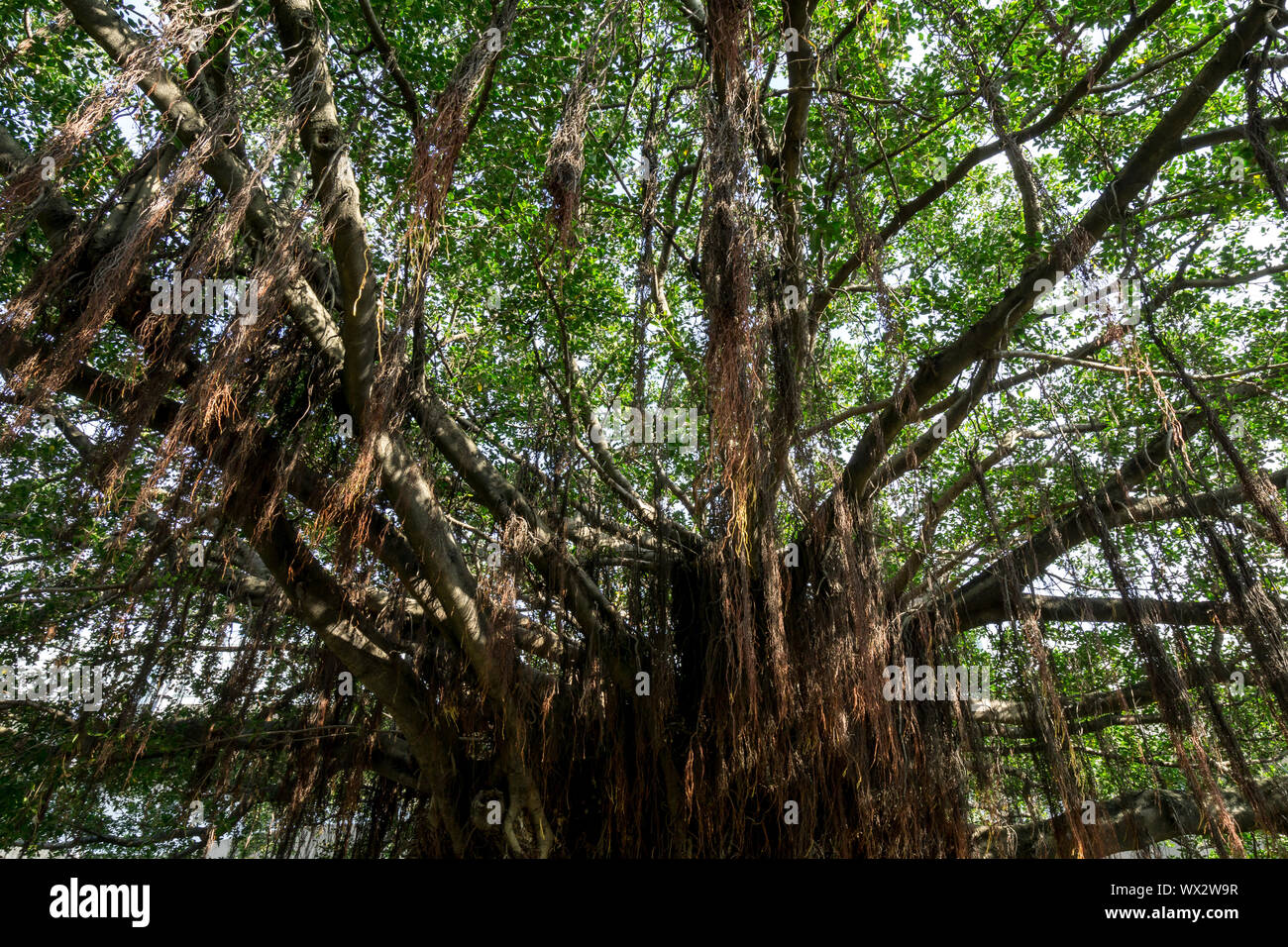 large ficus tree in sun yat sen memorial house Stock Photo - Alamy