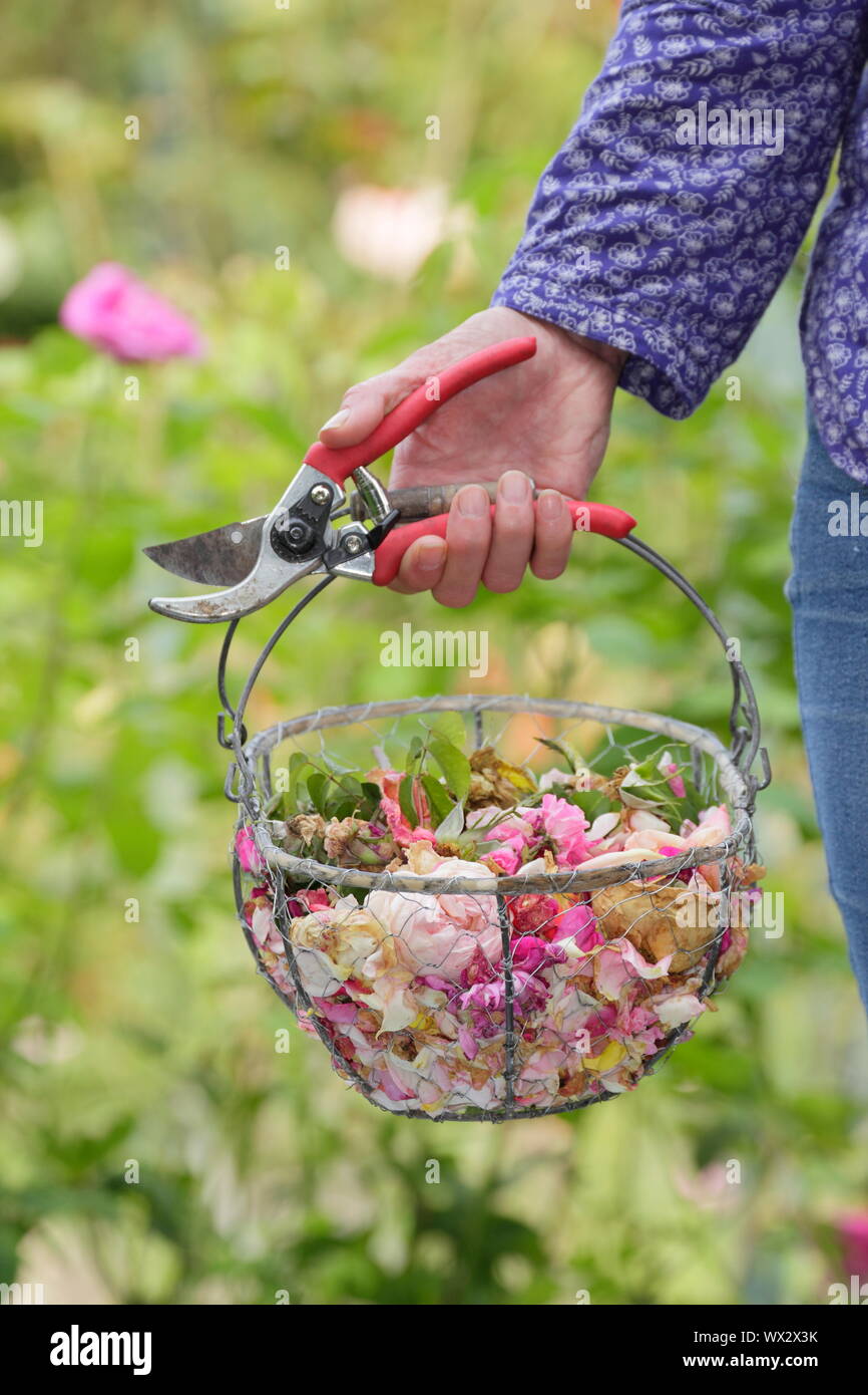 Dead Head Rose High Resolution Stock Photography and Images - Alamy