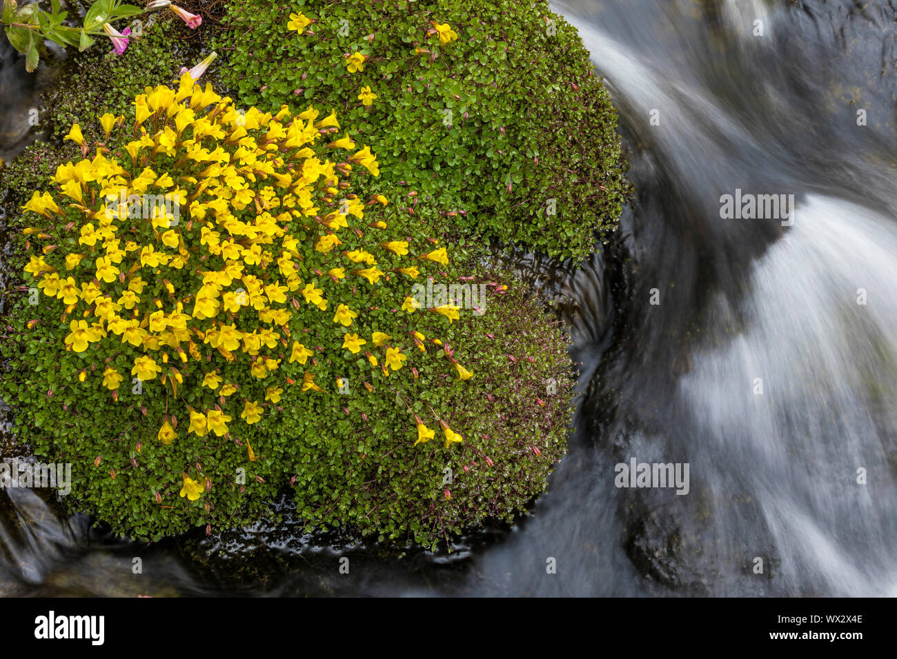 Subalpine Monkeyflower, Erythranthe caespitosa, aka Large Mountain ...