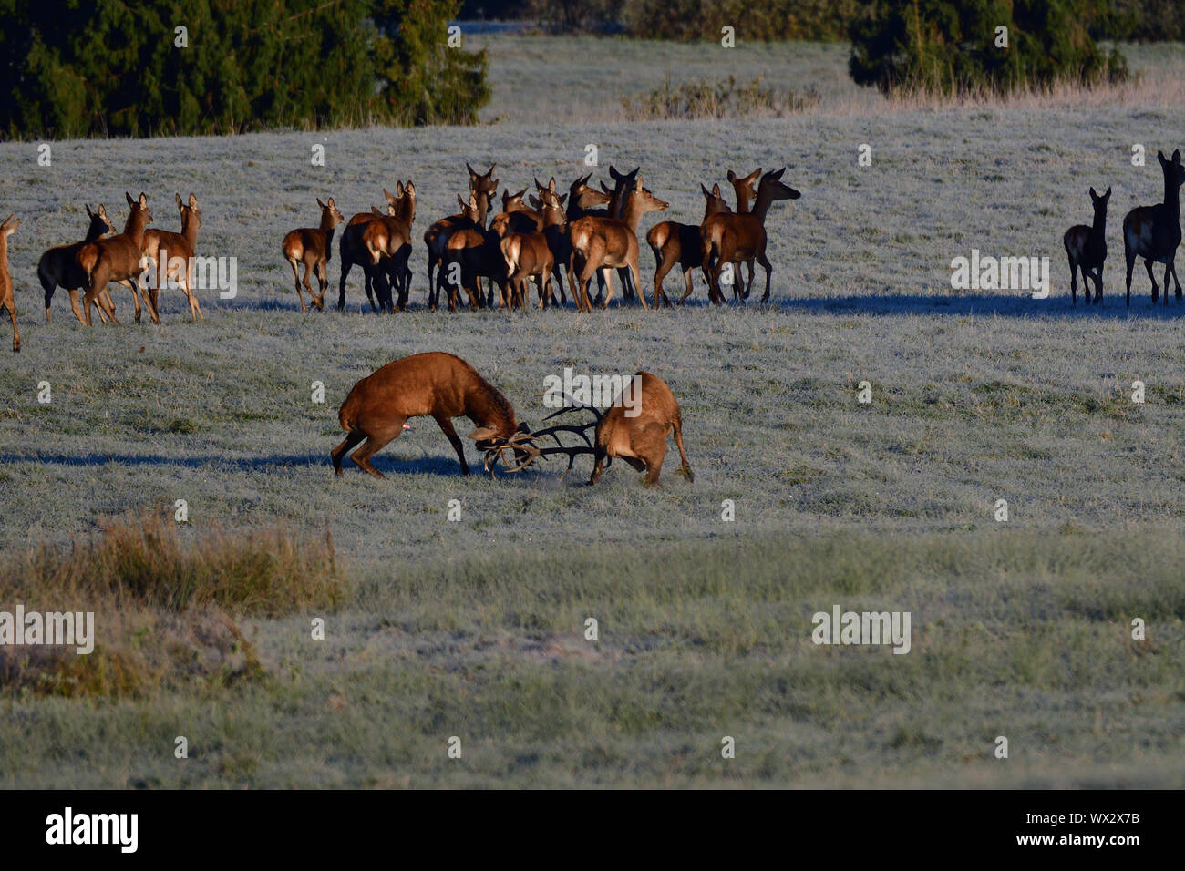 Two stags fighting with antlers in pairing season Stock Photo - Alamy