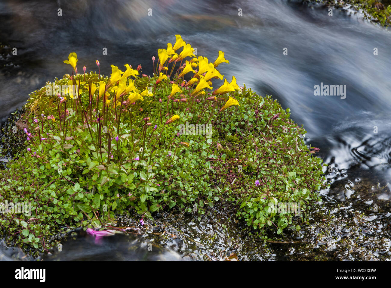 Subalpine Monkeyflower, Erythranthe caespitosa, aka Large Mountain ...