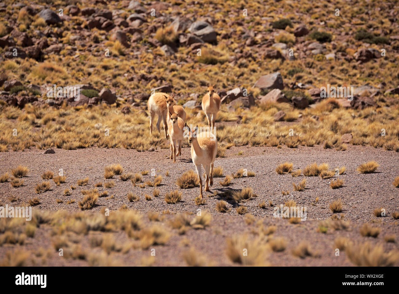 Baby guanacos hi-res stock photography and images - Alamy