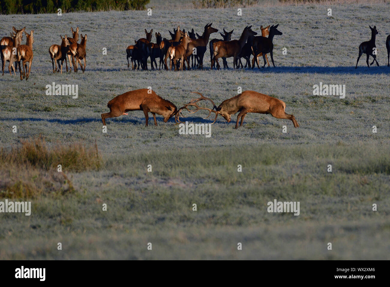 Two stags fighting with antlers in pairing season Stock Photo - Alamy