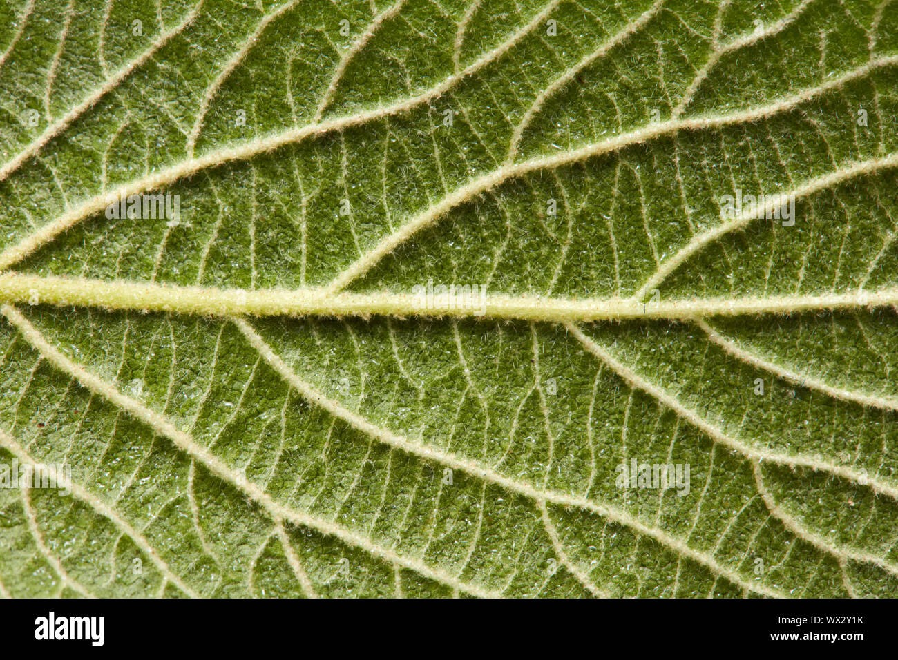 Macro photo of the back side of a green leaf with streaks. Natural ...